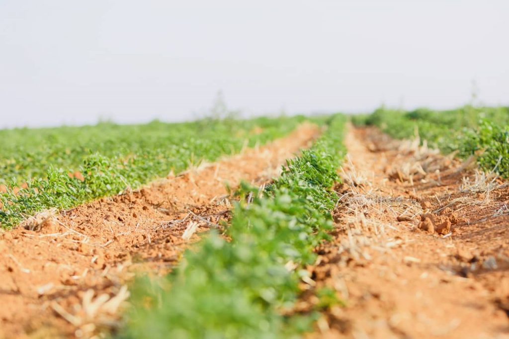 How Is Guar Used In The Oil Drilling And Mining Industries?