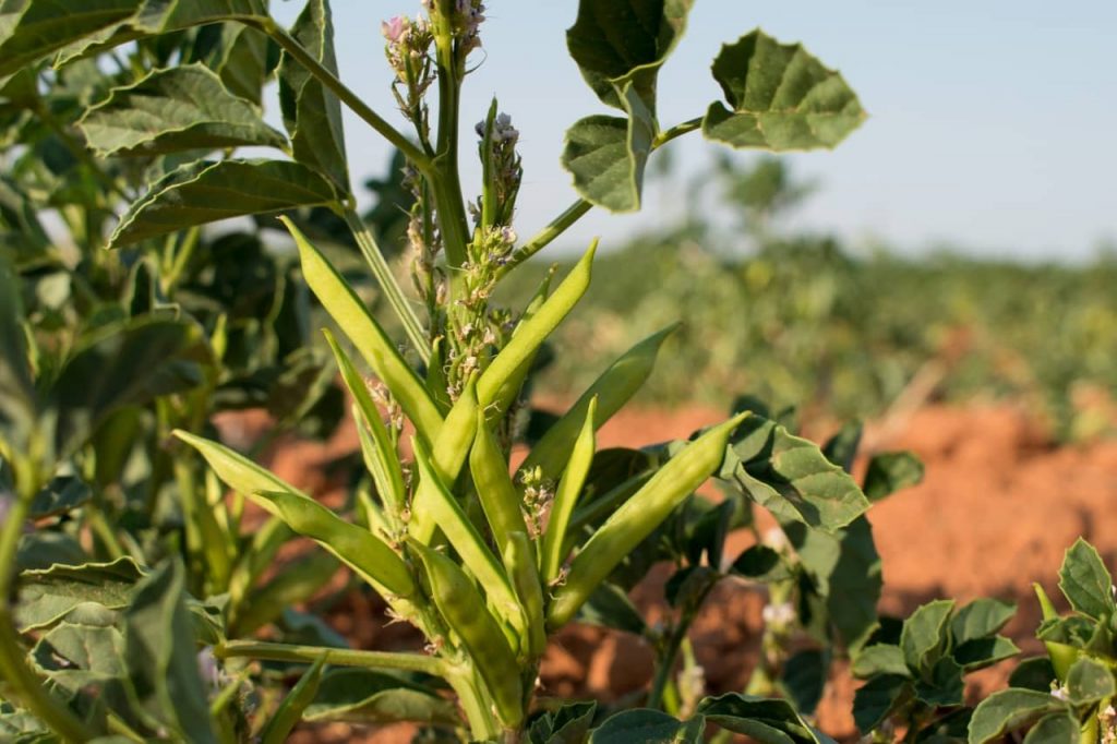 Guar Gum Supply For Dog, Cat And Other Pet Food Products